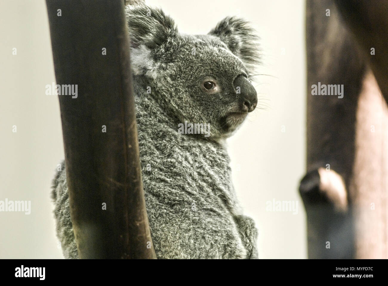 Koala Baby Stock Photos & Koala Baby Stock Images - Alamy