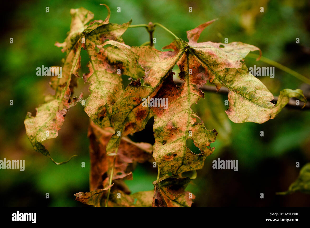close up of broken leaves Stock Photo - Alamy
