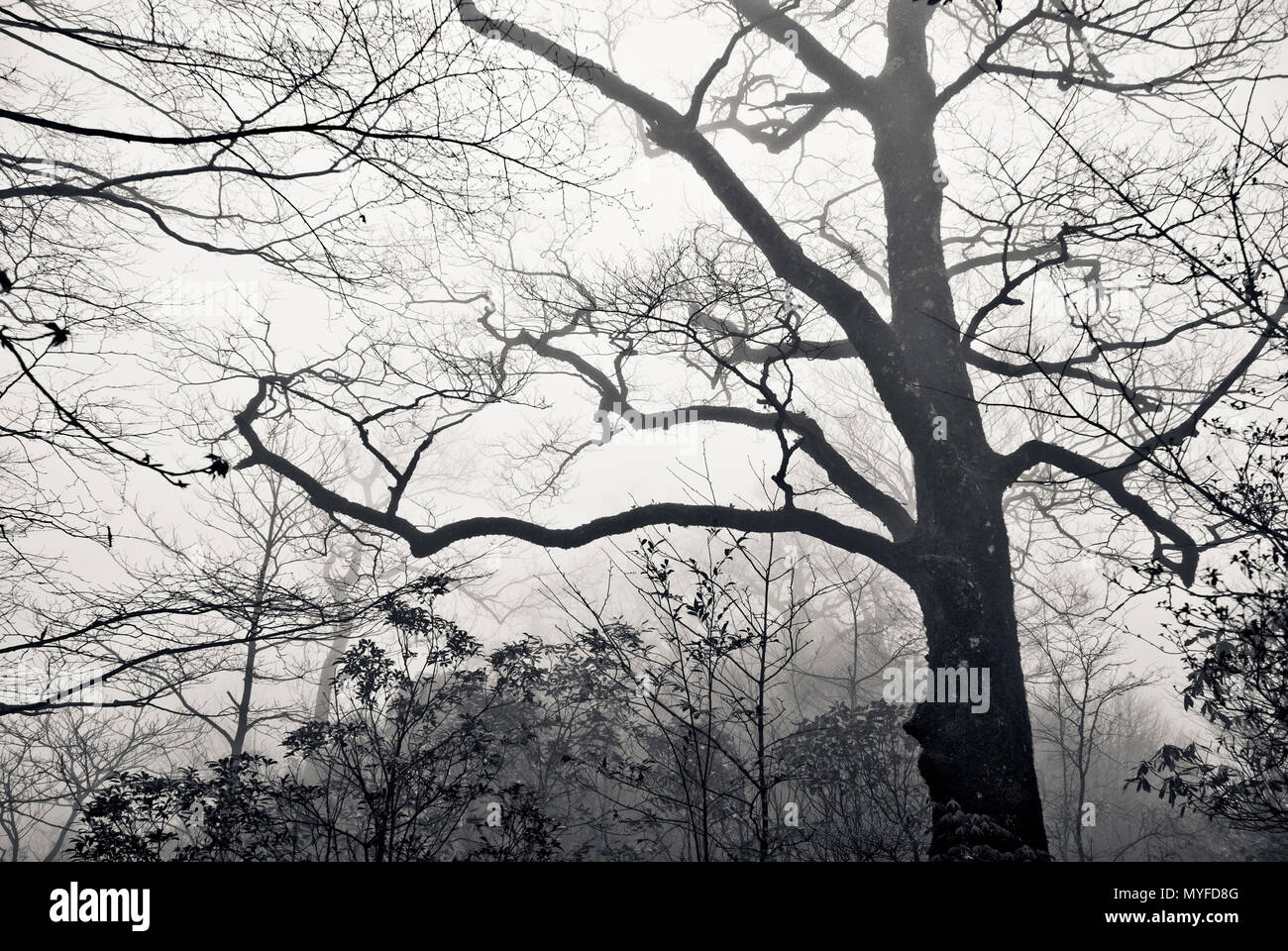 forest in the mist with mysterious mood Stock Photo - Alamy