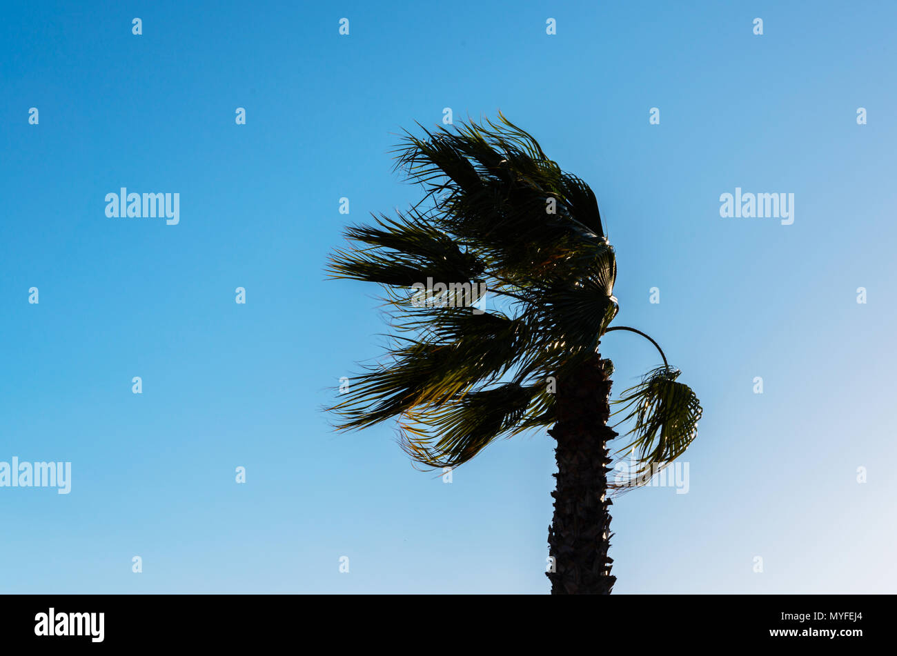 beautiful spreading palm tree, exotic plants symbol of holidays, hot ...