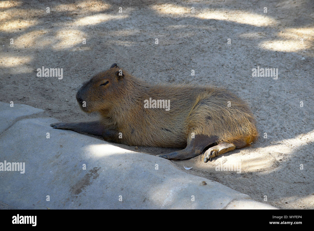 Capybara lying down Stock Photo - Alamy