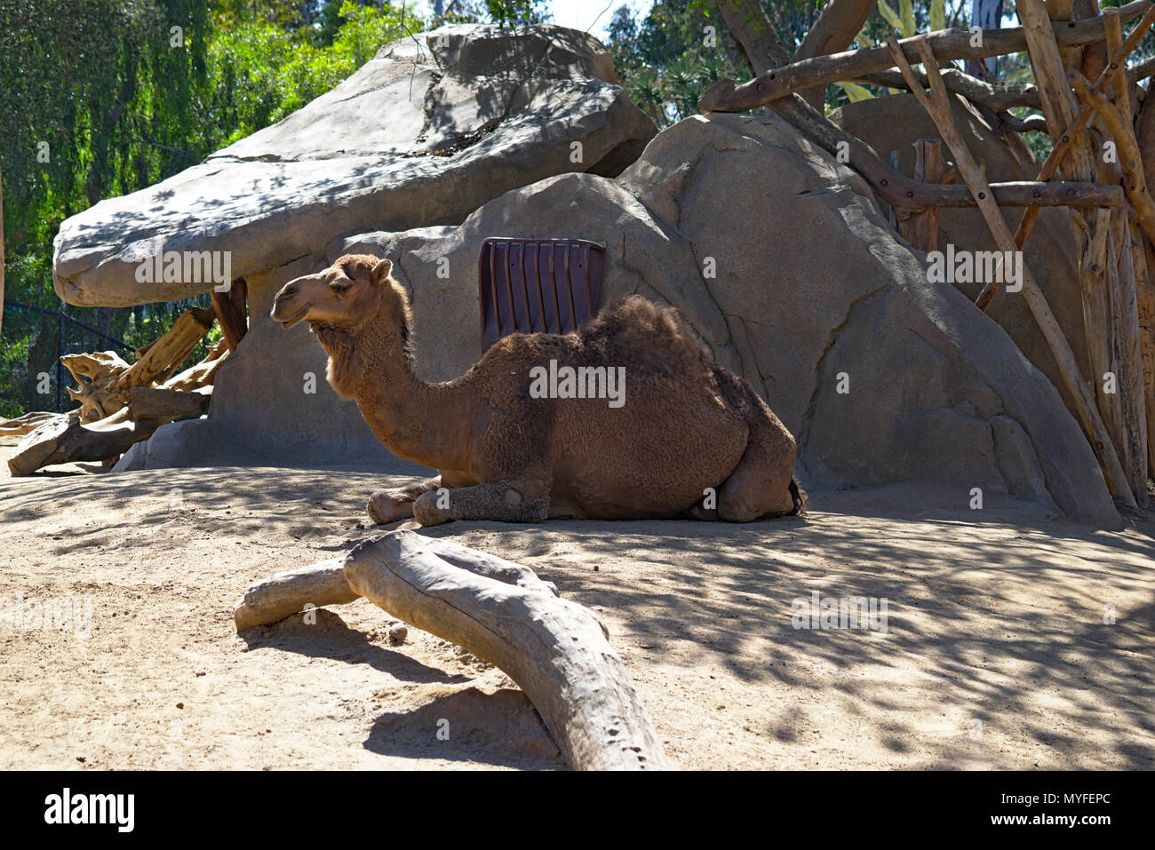 Camel resting in shade Stock Photo - Alamy