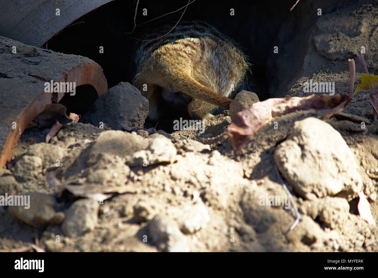 Meerkat digging a hole Stock Photo - Alamy