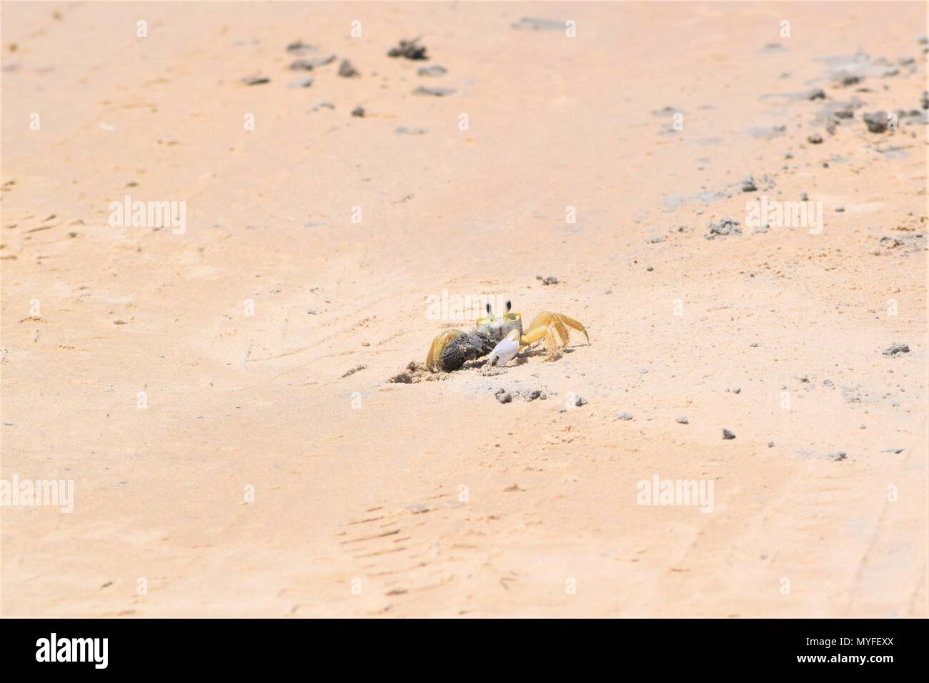 Land crab photos hi-res stock photography and images - Alamy
