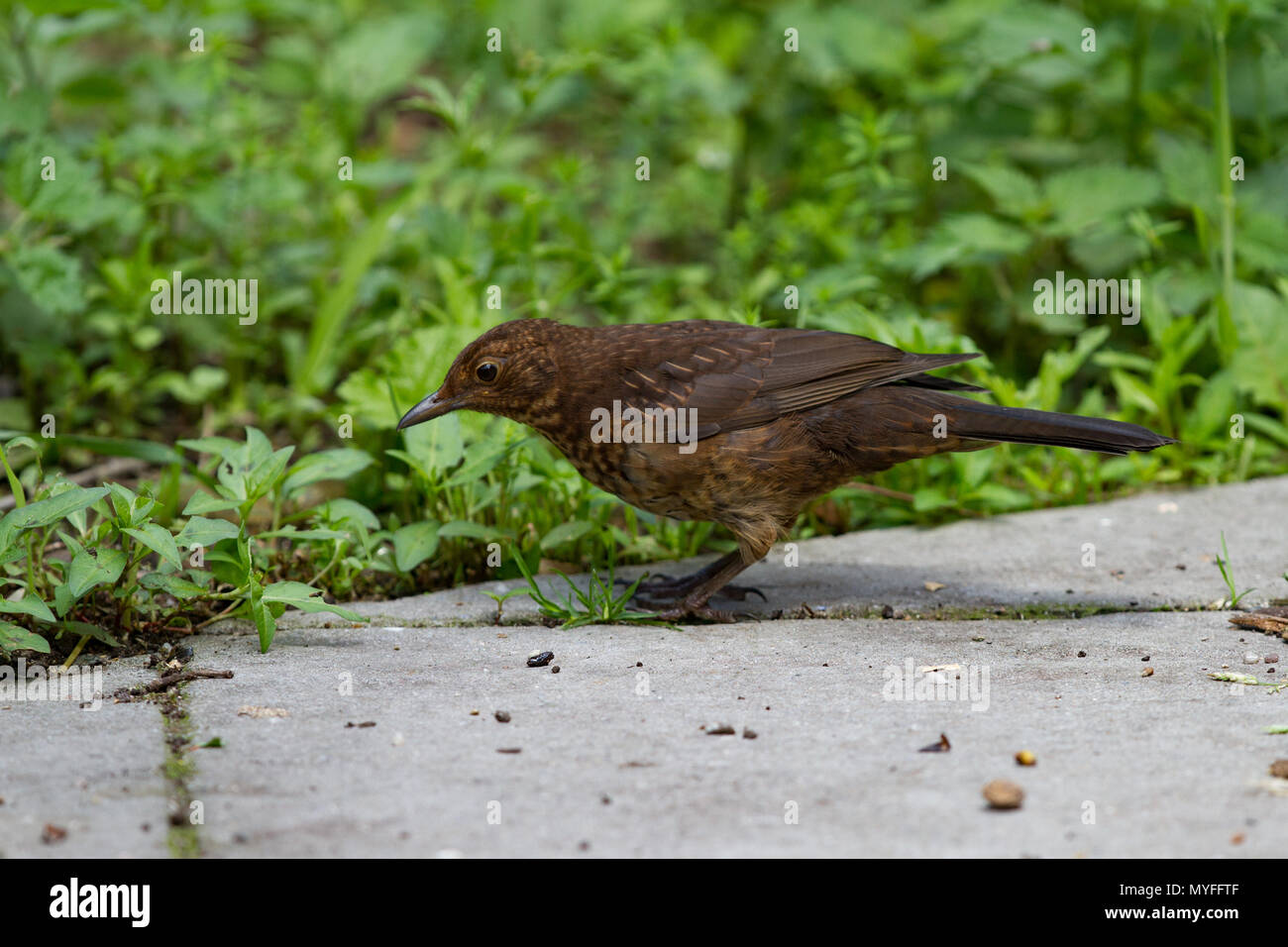 Blackbird. Turdus merula. Single fledgling perched on ground. West ...