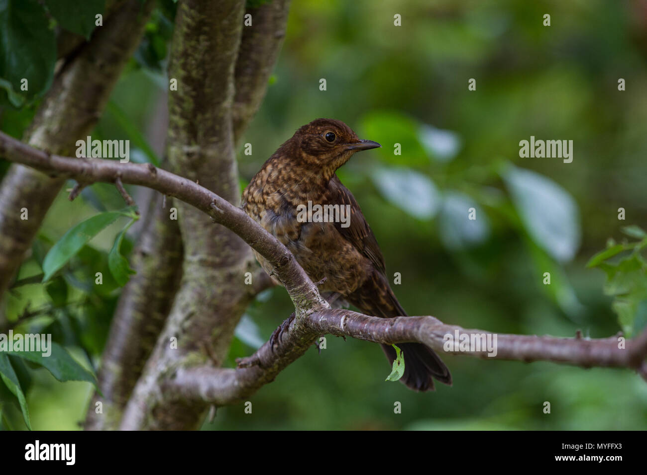 Blackbird. Turdus merula. Single fledgling in tree. West Midlands ...