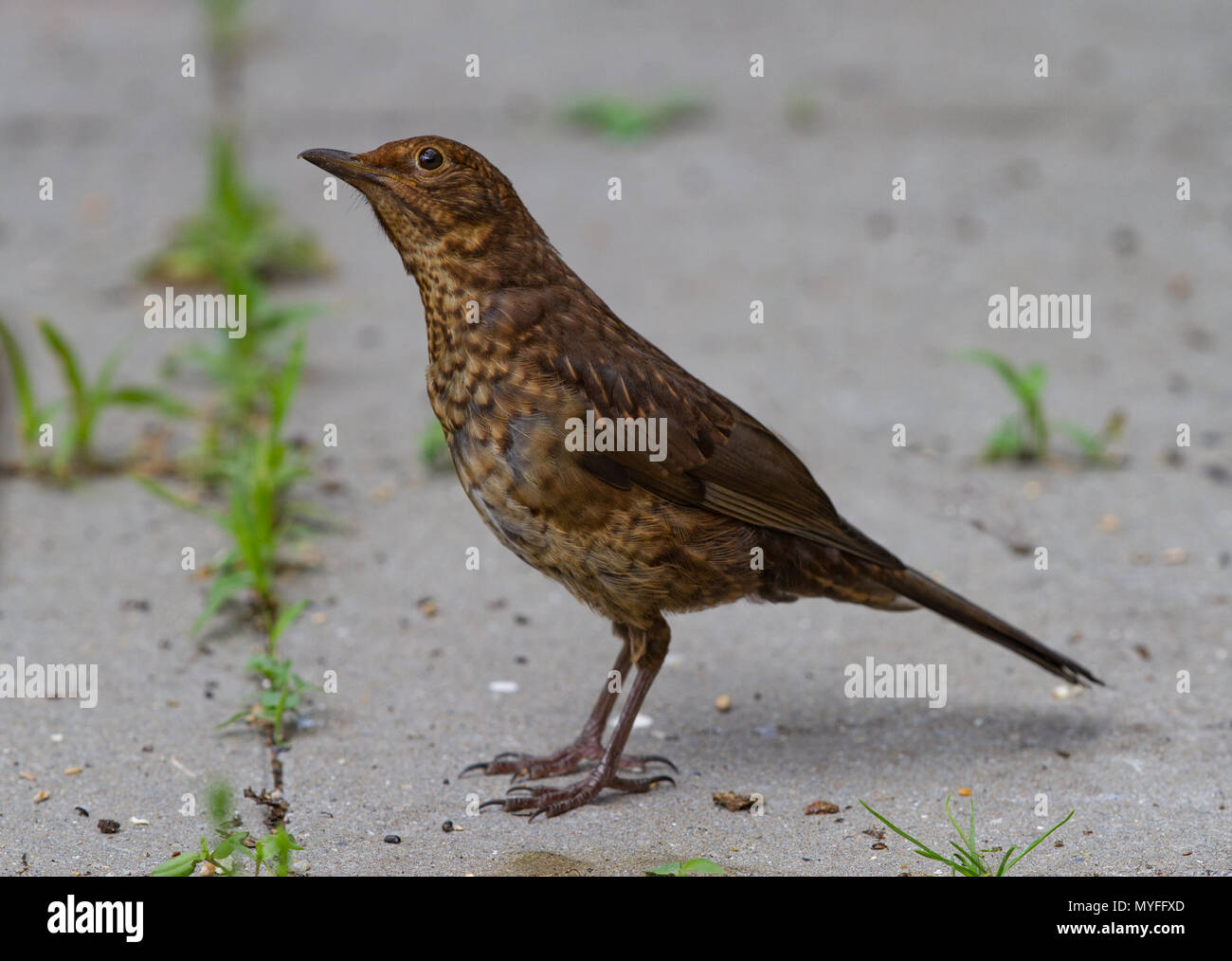 Fledgling bird garden ground uk hi-res stock photography and images - Alamy
