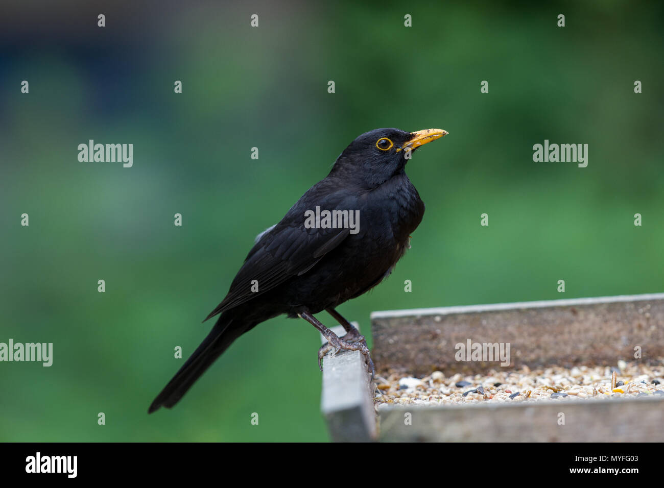 Blackbird. Turdus merula. Portrait of single adult male perched on bird ...