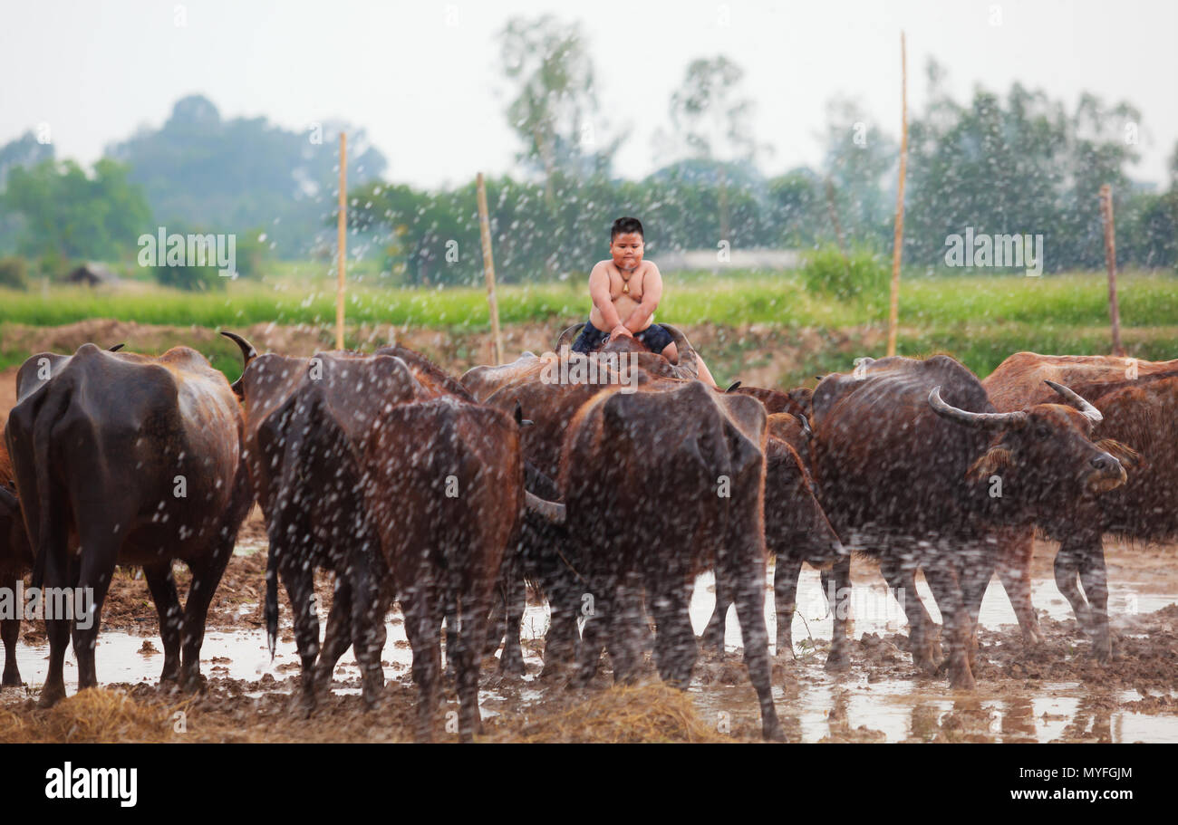 Thailand Rural Traditional Scene, Thai farmer shepherd boy is riding a ...