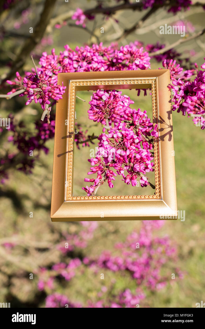 Tree bloom blossom beautiful flowers in wooden frame Stock Photo - Alamy