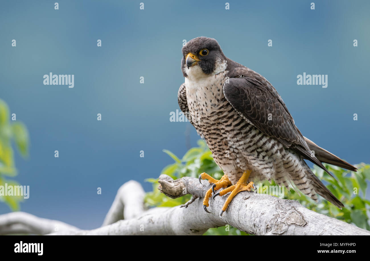 Peregrine falcon uk urban hi-res stock photography and images - Alamy