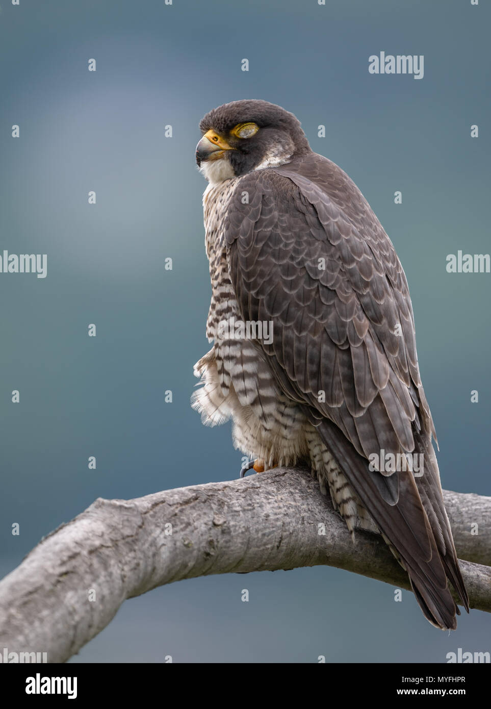 Female peregrine england hi-res stock photography and images - Alamy