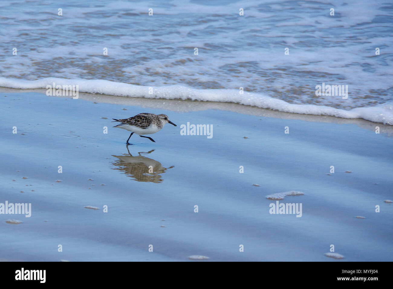 Sandpiper with Reflection, Running on Beach in Front of Foamy Waves ...