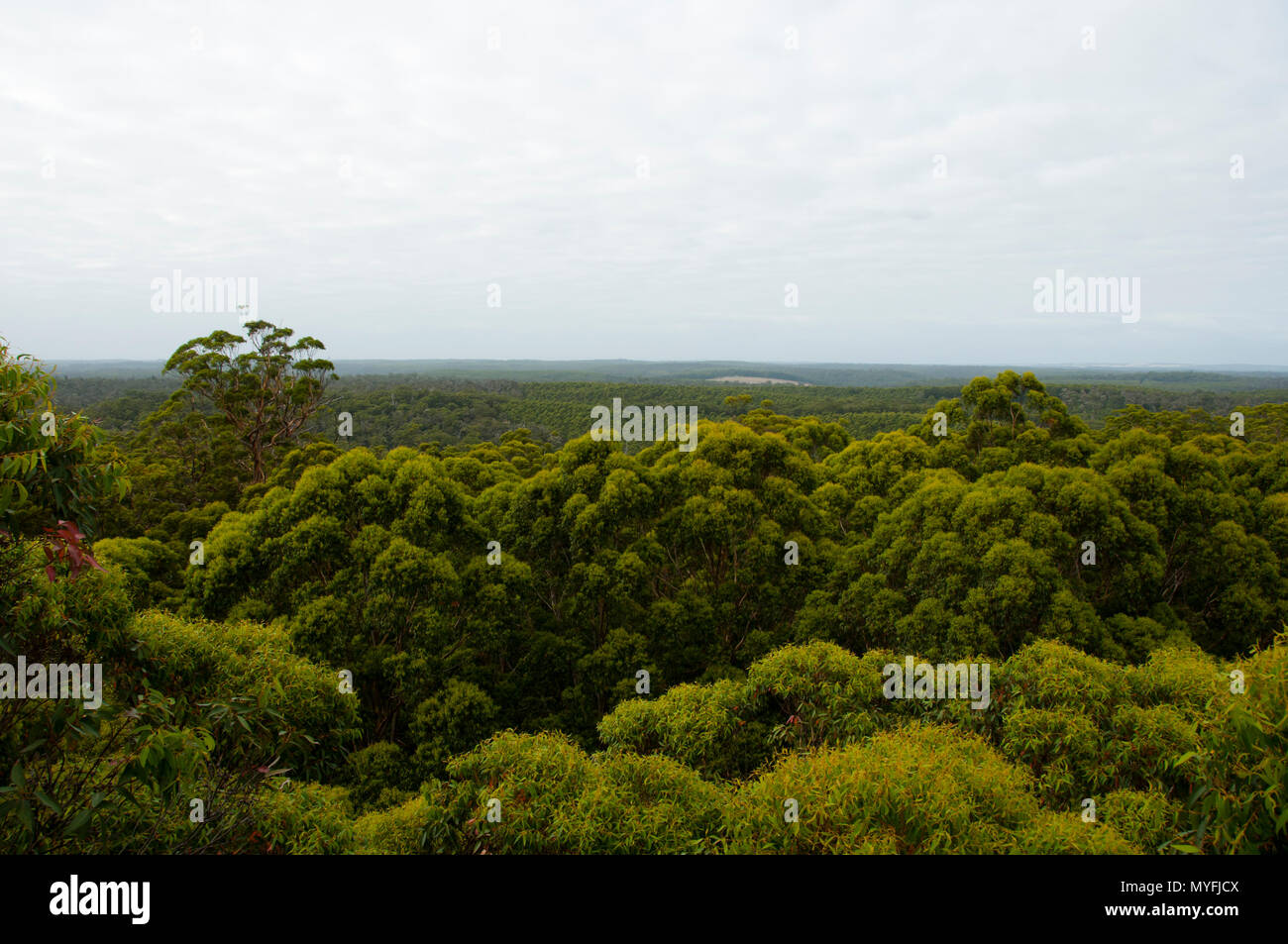 Karri Trees in Gloucester National Park - Pemberton - Australia Stock ...
