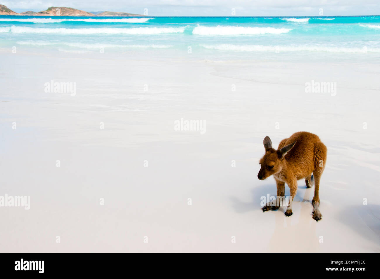 Kangaroo on White Sand Beach Stock Photo - Alamy
