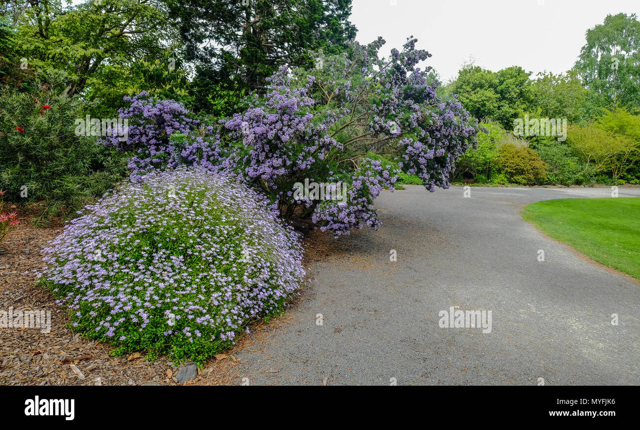 Botanic garden at spring time in Christchurch, New Zealand Stock Photo ...