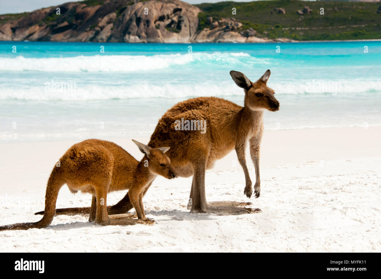Kangaroos on White Sand Beach Stock Photo - Alamy