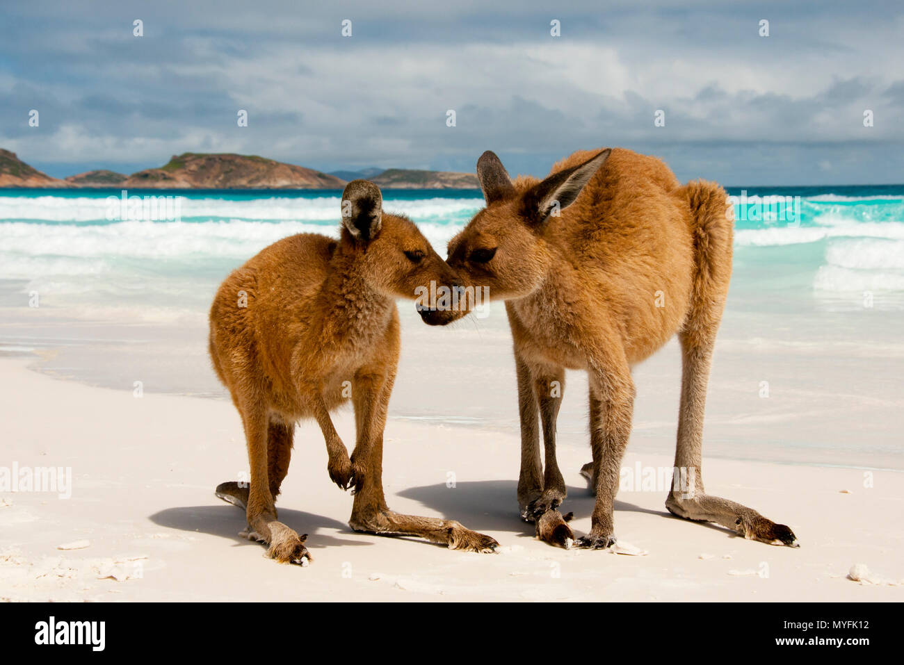 Kangaroos on the beach hi-res stock photography and images - Alamy