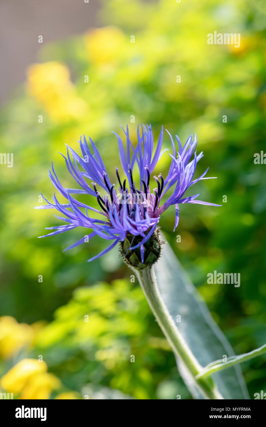 Perennial cornflowers centaurea montana hi-res stock photography and ...