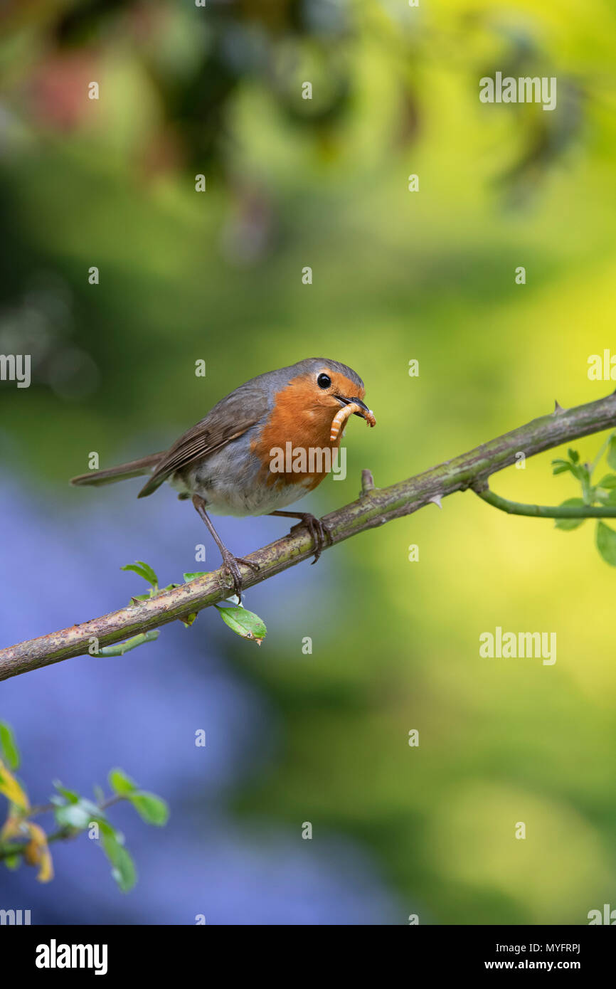 English robin hi-res stock photography and images - Alamy