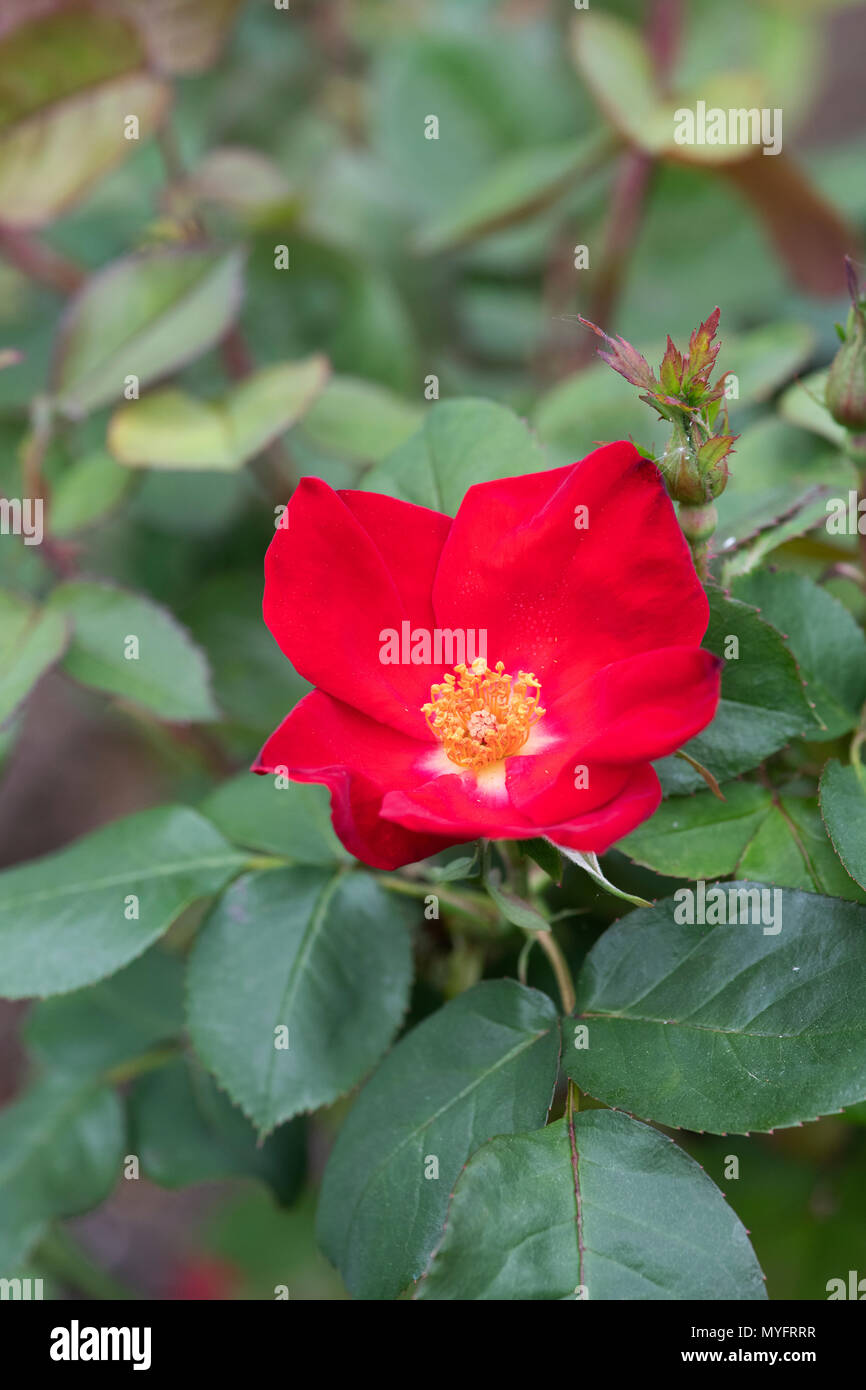 Run for the roses hi-res stock photography and images - Alamy