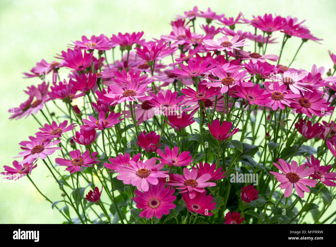 Senettis hi-res stock photography and images - Alamy