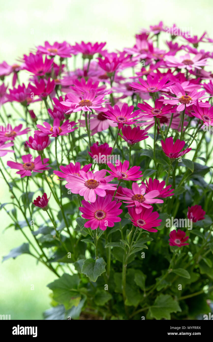 Senettis hi-res stock photography and images - Alamy