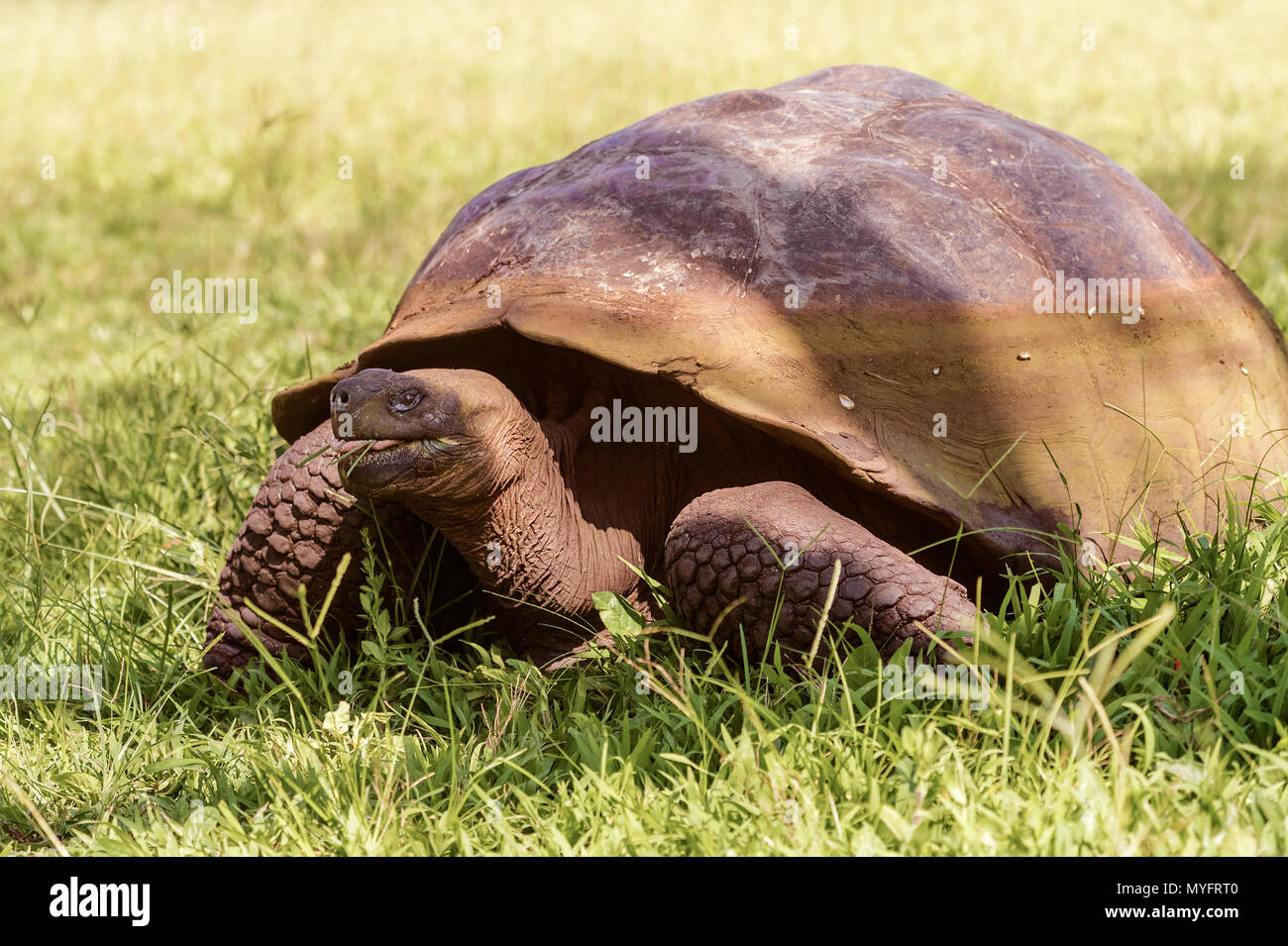 Giant turtle in the highlands of Santa Cruz island. Galapagos turtle is ...
