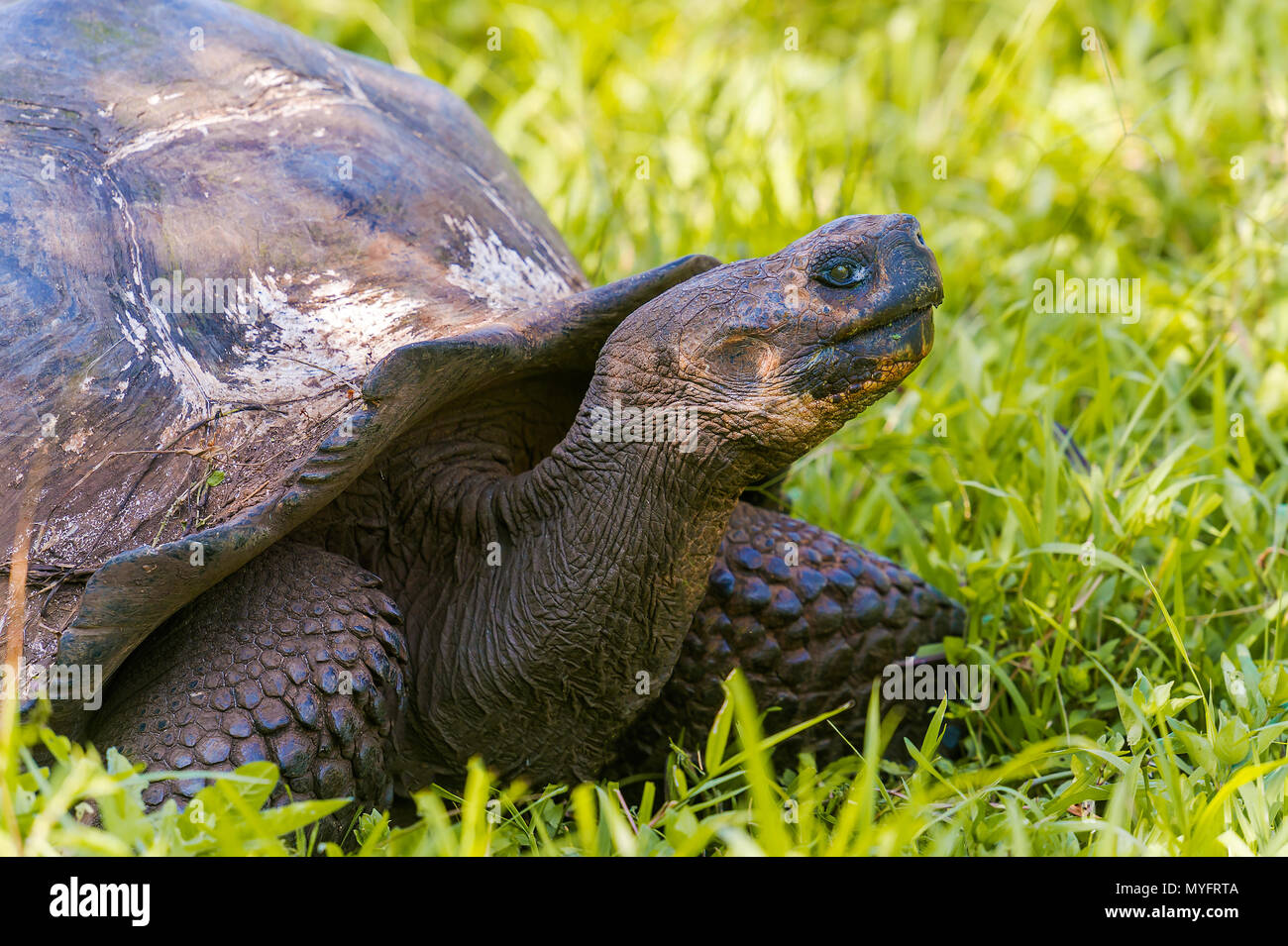 Giant turtle in the highlands of Santa Cruz island. Galapagos turtle is ...