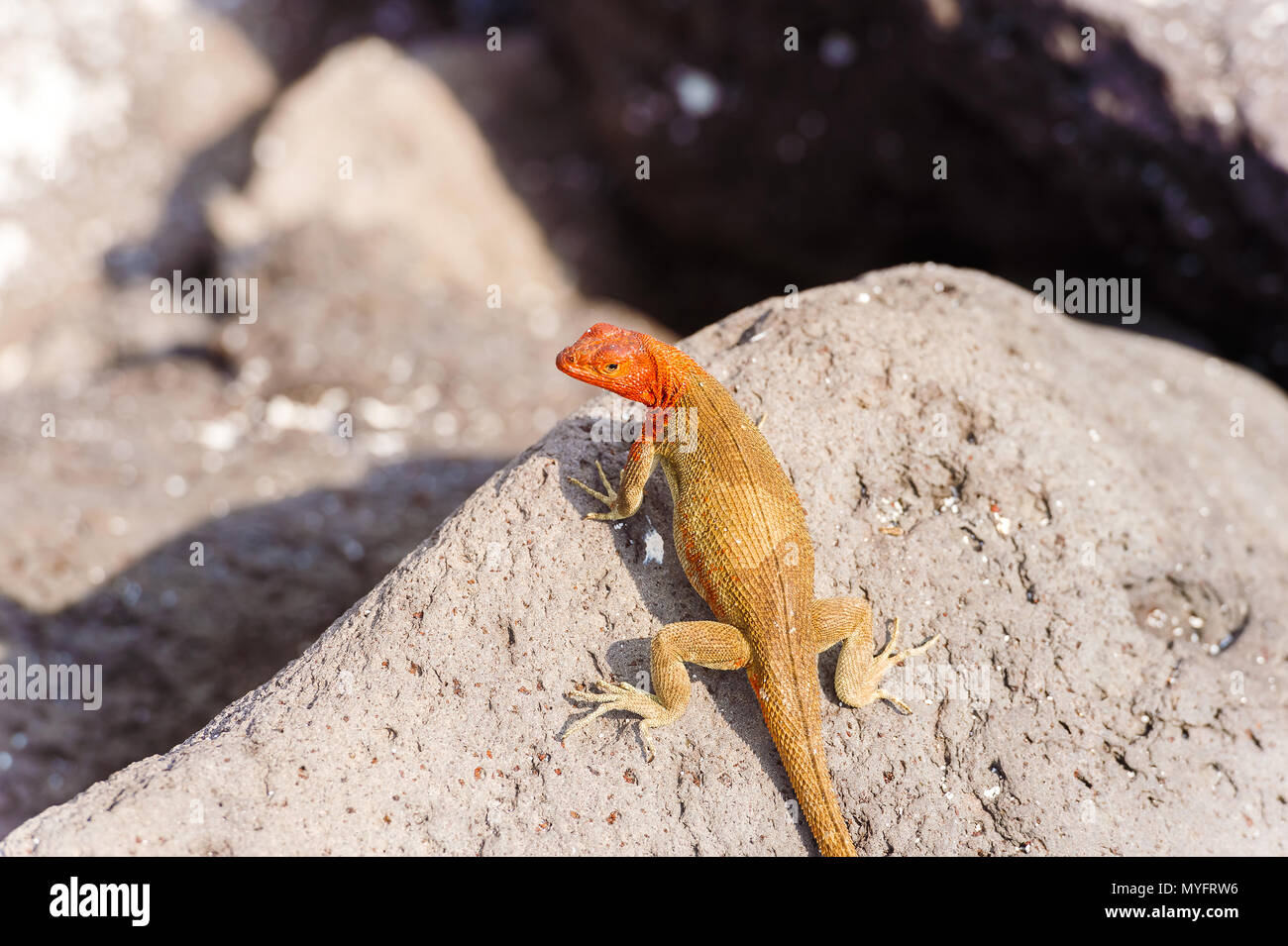 Female lava lizard, Microlophus grayii, with bright red throat. Isla ...