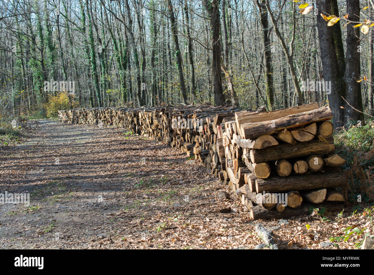 Tree logs stucked up hi-res stock photography and images - Alamy