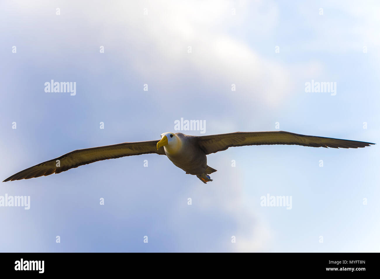 Waved albatross in full wing spread flying above Espanola island in ...