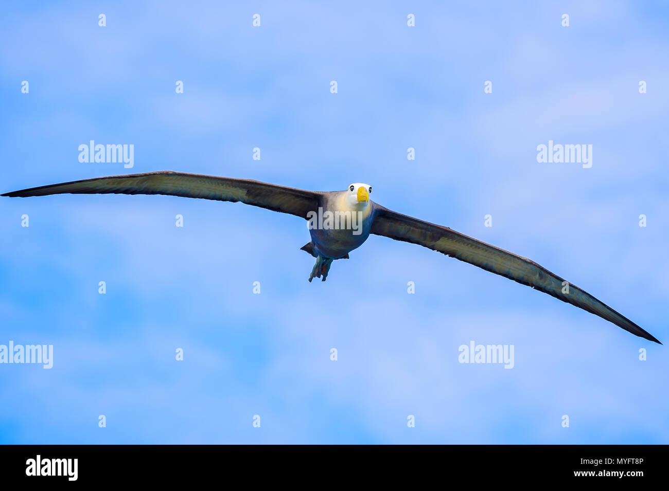 Waved albatross in full wing spread flying above Espanola island in ...