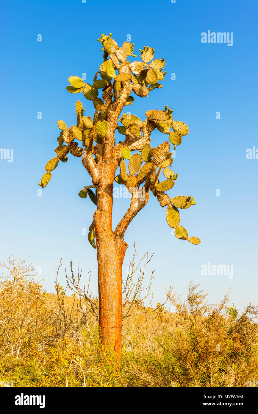 Cactus forest hi-res stock photography and images - Alamy