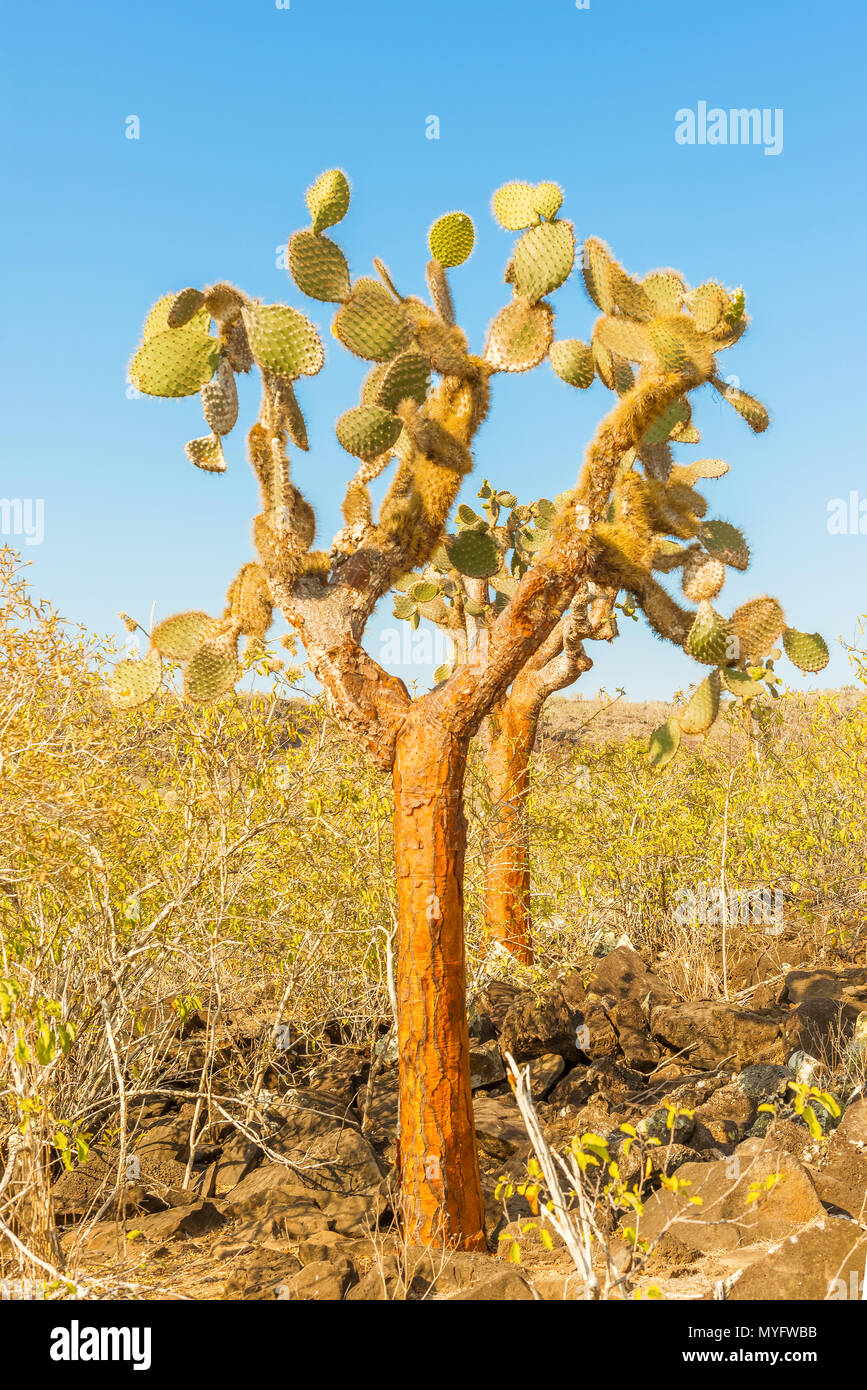 Cactus forest at Galapagos island of Santa Fe Stock Photo - Alamy