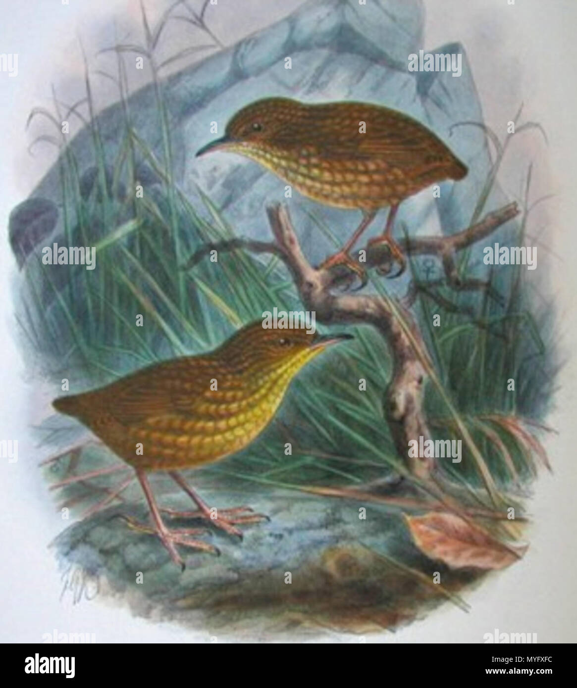 Stephens island wren hi-res stock photography and images - Alamy