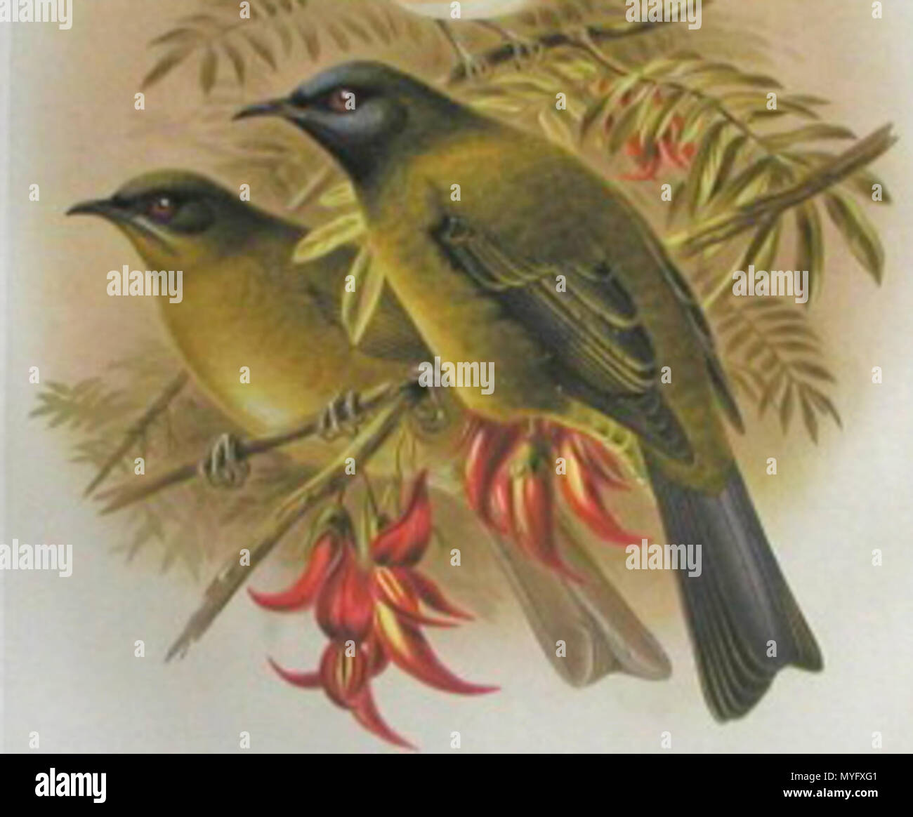 . English: Anthornis melanura, Korimako or New Zealand Bellbird, female ...