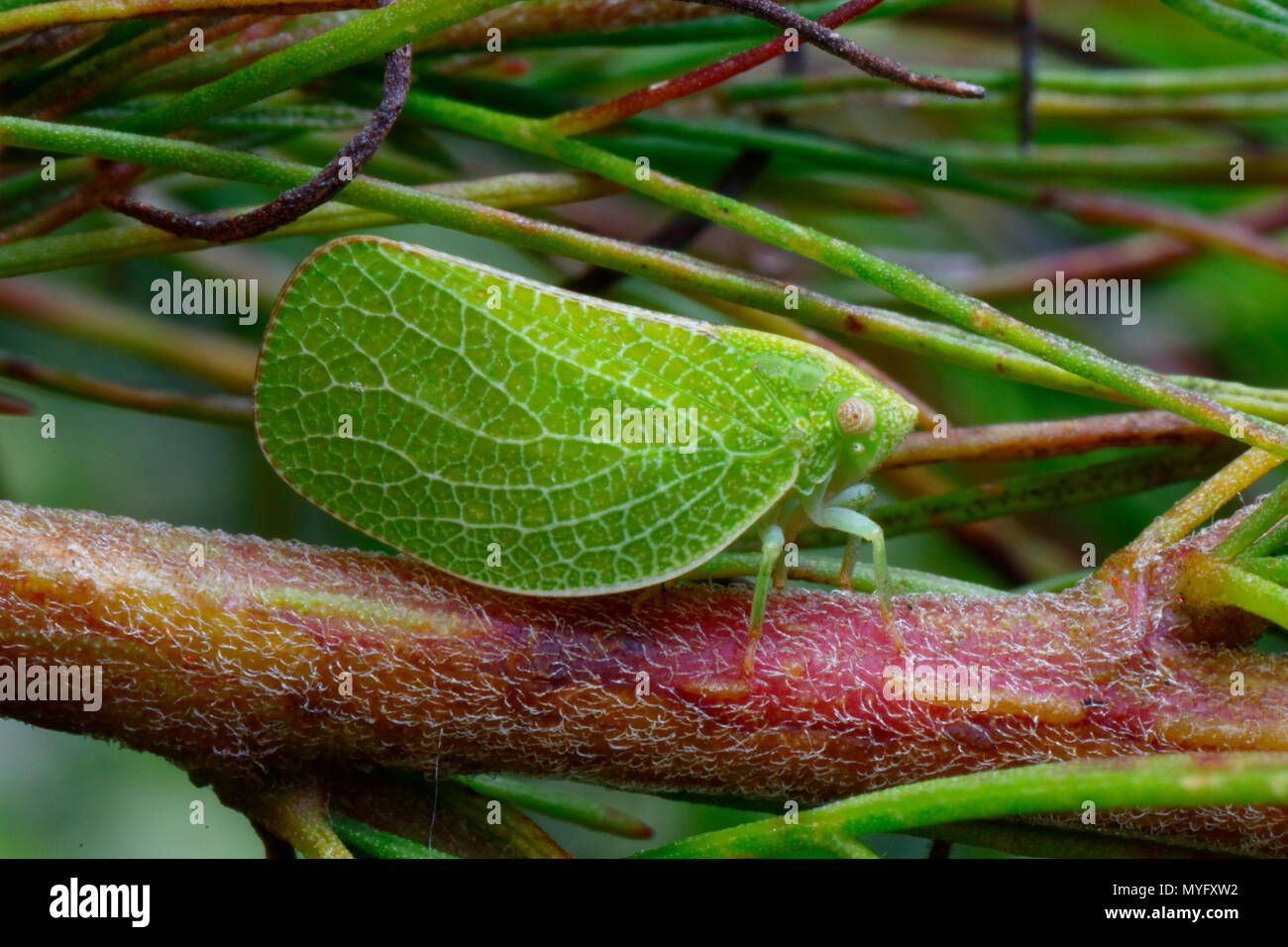 Green planthopper hi-res stock photography and images - Alamy