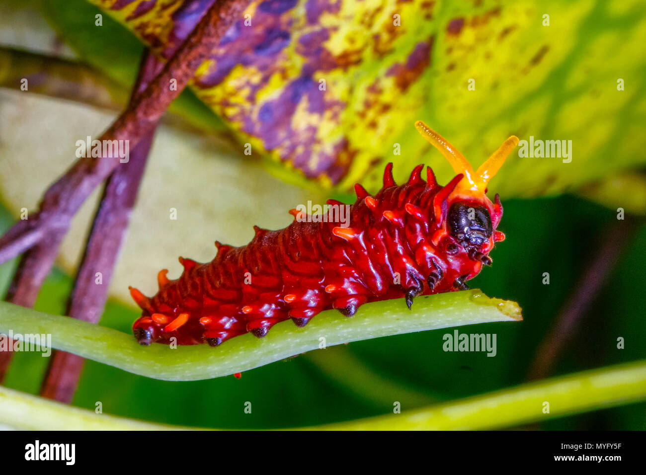 Tailless swallowtail caterpillar hi-res stock photography and images ...