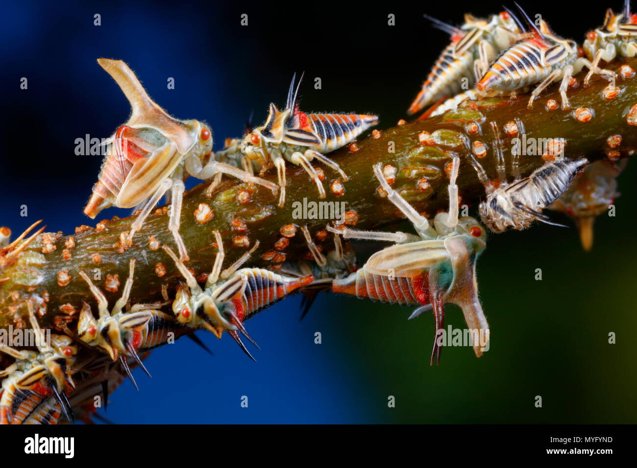 Thorn bugs, Umbonia crassicornis, nymphs mimicking thorns on acacia ...