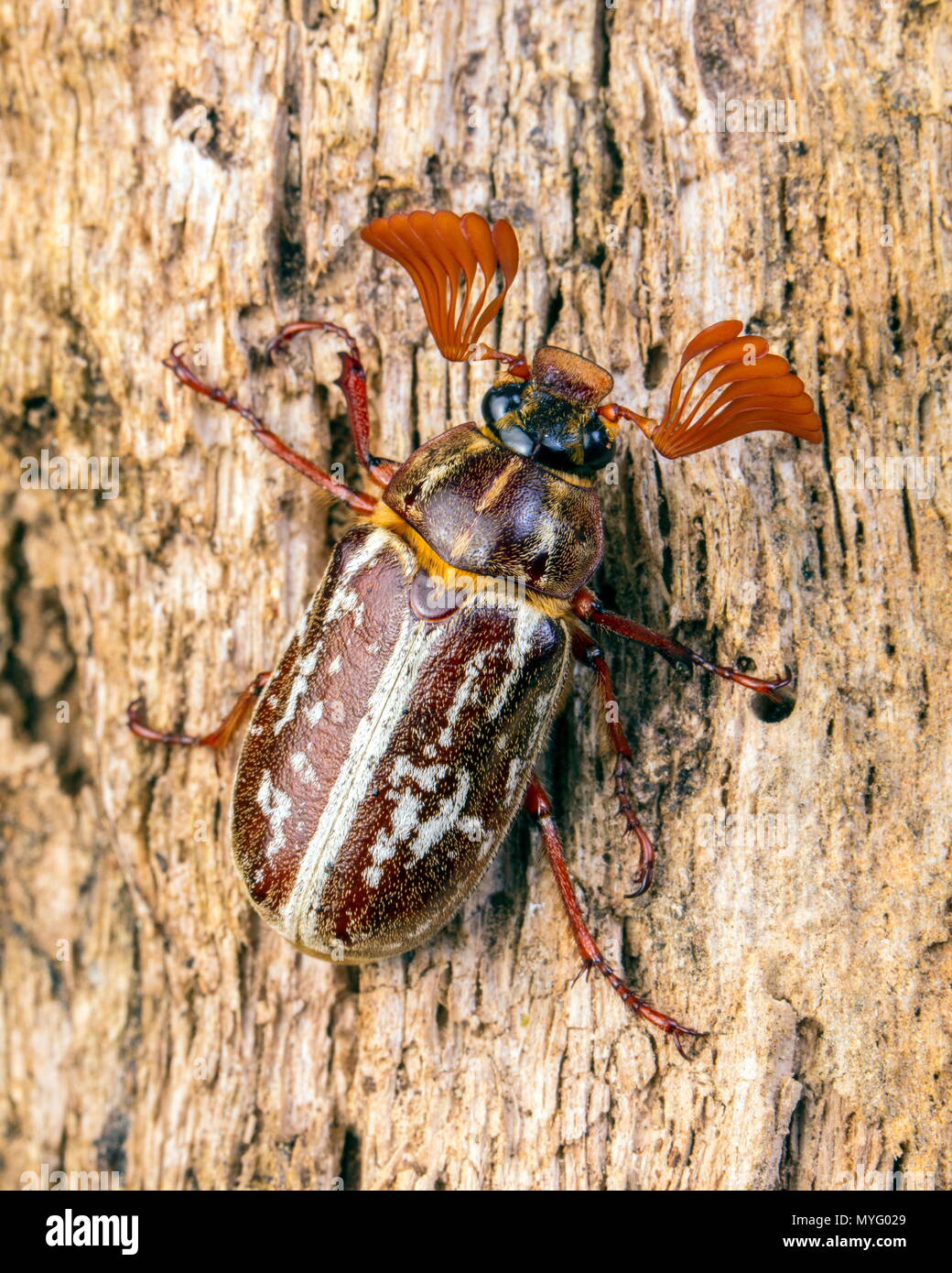 Polyphylla hi-res stock photography and images - Alamy