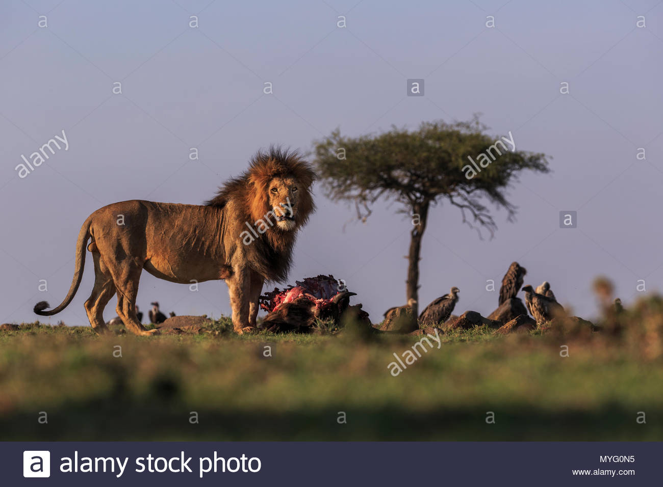 Lion Kill Stock Photos & Lion Kill Stock Images - Alamy