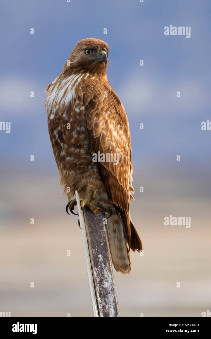 Hawk, Lower Klamath National Wildlife Refuge, California Stock Photo ...