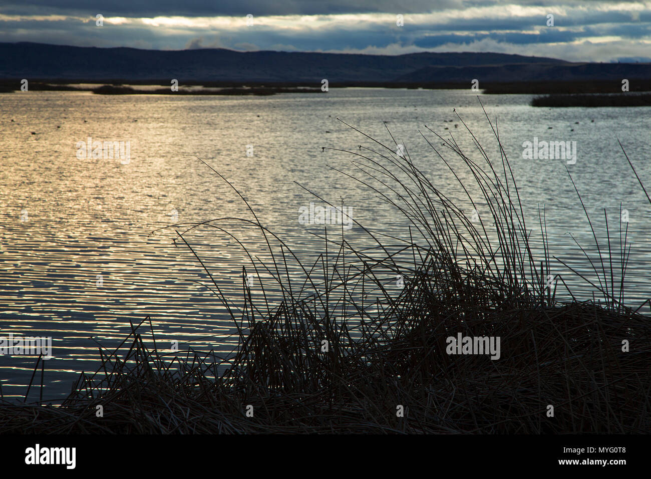 Marsh silhouette, Lower Klamath National Wildlife Refuge, California ...
