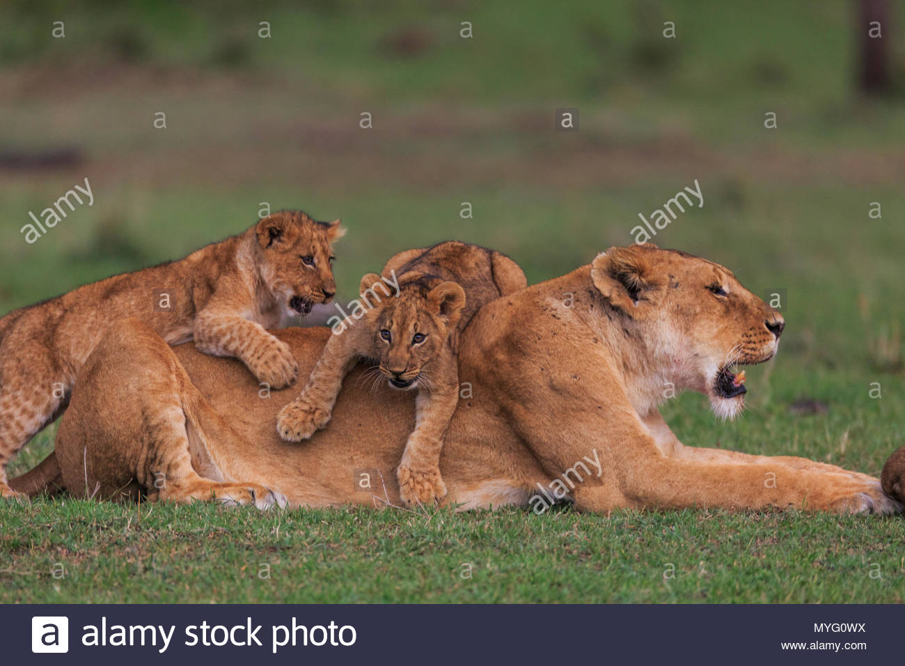 Jumping Of The Lion Stock Photos & Jumping Of The Lion Stock Images - Alamy