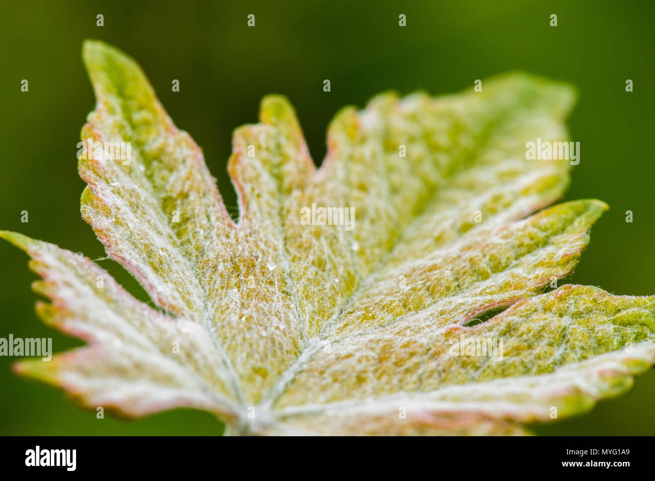 Magill Estate High Resolution Stock Photography and Images - Alamy