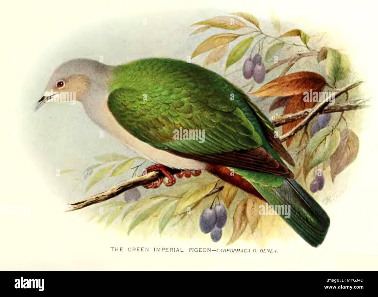 Stuart pigeon hi-res stock photography and images - Alamy