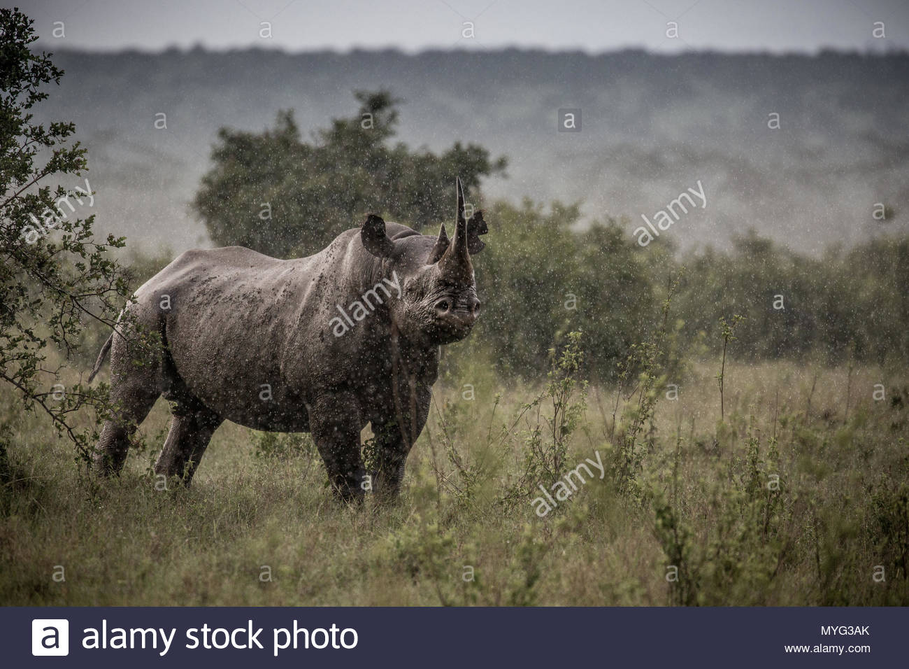 Animals In Motion High Resolution Stock Photography and Images - Alamy