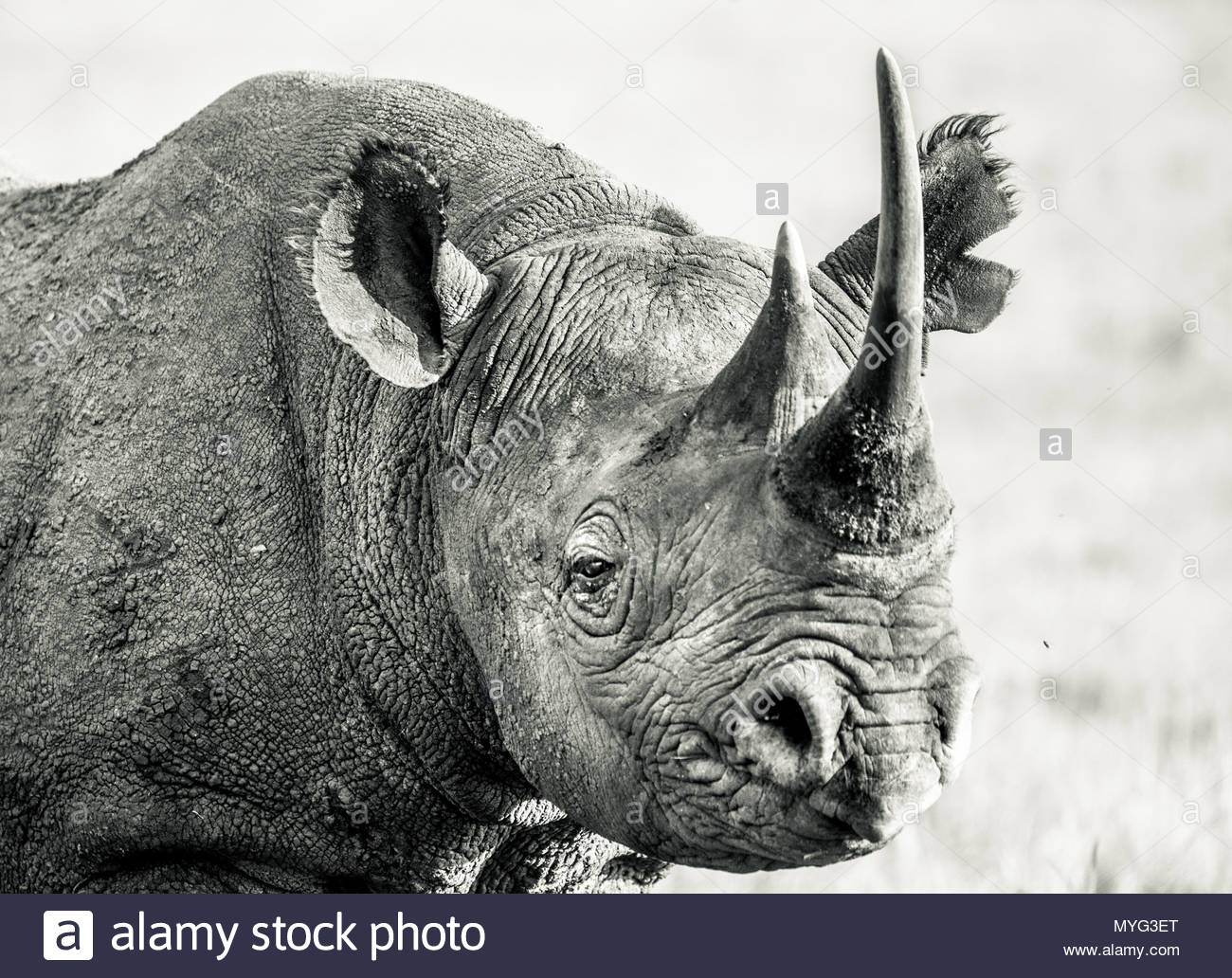 Endangered Animals Stock Photos & Endangered Animals Stock Images - Alamy
