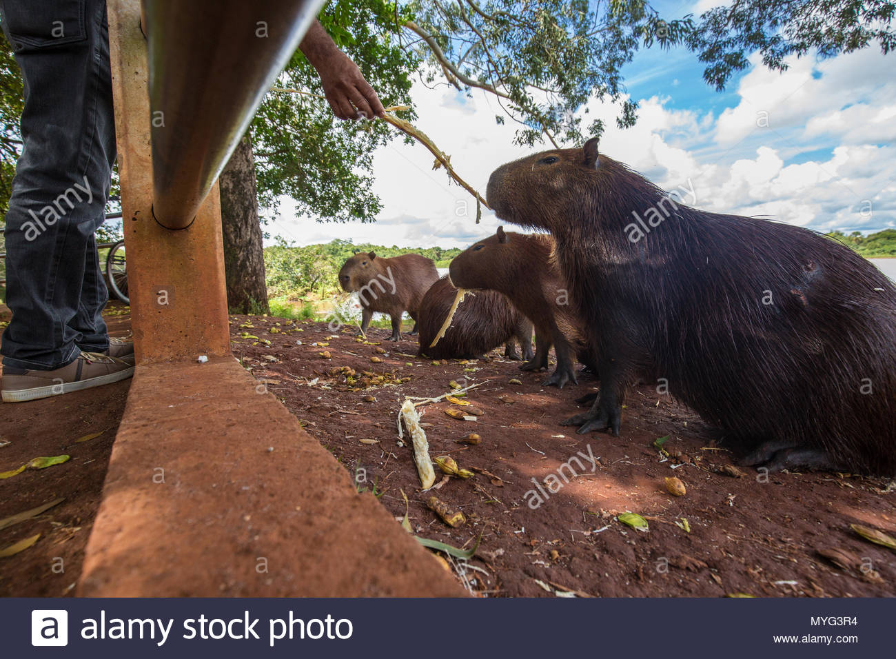 Capybara Eating Stock Photos & Capybara Eating Stock Images - Alamy